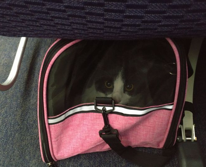 Importing an American Cat to Austria | The Legal Alien
