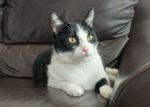 Importing an American Cat to Austria | The Legal Alien